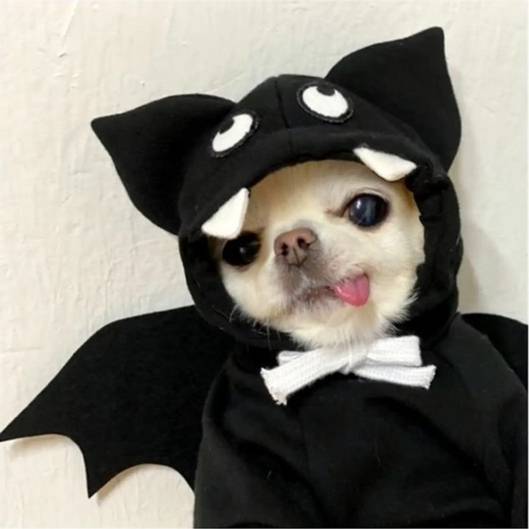 강아지 할로윈 코스튬 애견 고양이 코스프레 애견코스튬 유령 호박옷 Xs 2xl